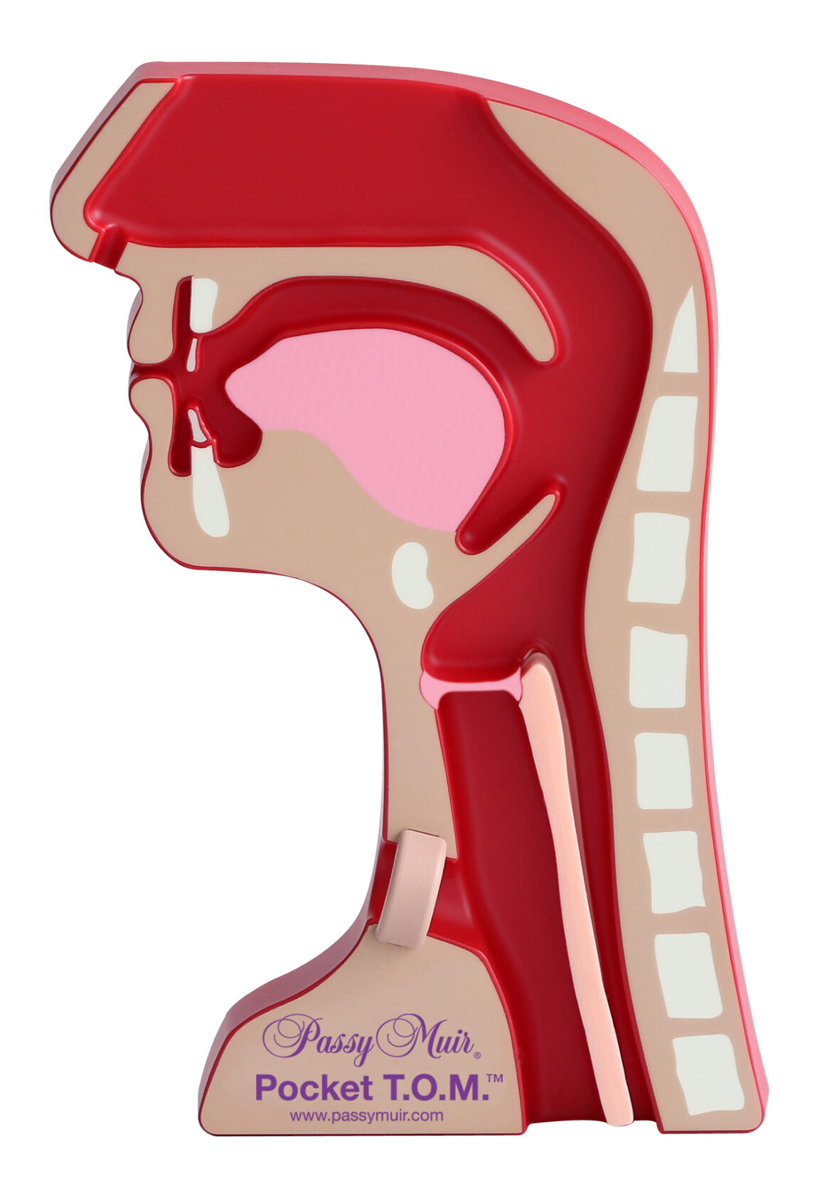 Tracheostomie educatiemodel [Airway Management trainingmodel]- MC Europe